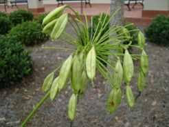 agapanthus - Valdosta State University