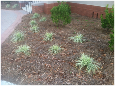 liriope - Valdosta State University