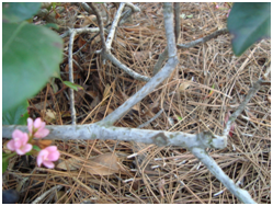 indianhawthorn - Valdosta State University